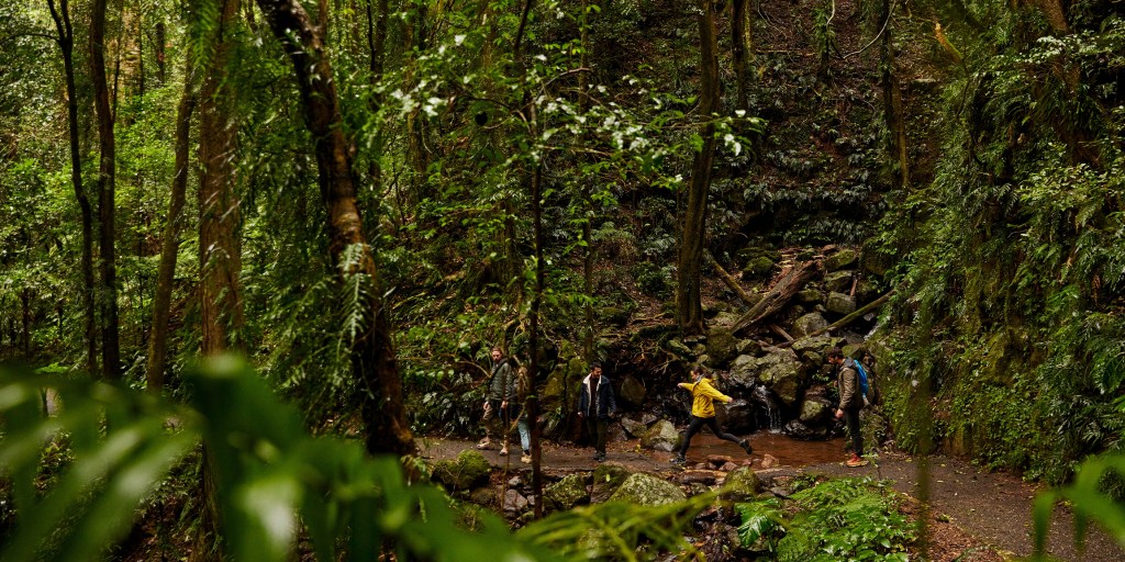 Dorrigo Great Escarpment Walk: A new hike on the Coffs Coast