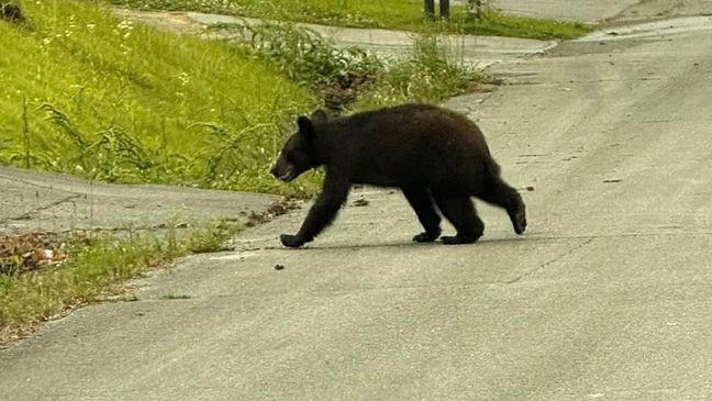 East Ridge police warn residents after juvenile black bear spotted in ...