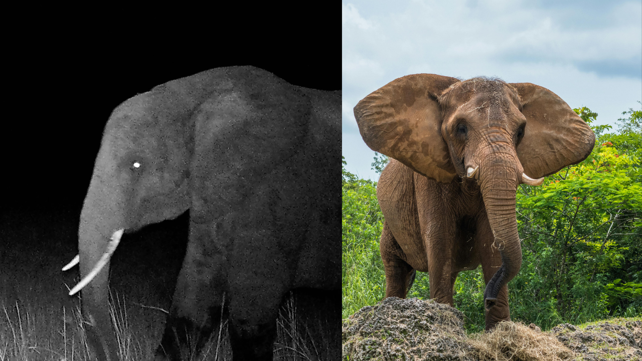 Angola’s ghost elephants vanished for decades and may have faked ...