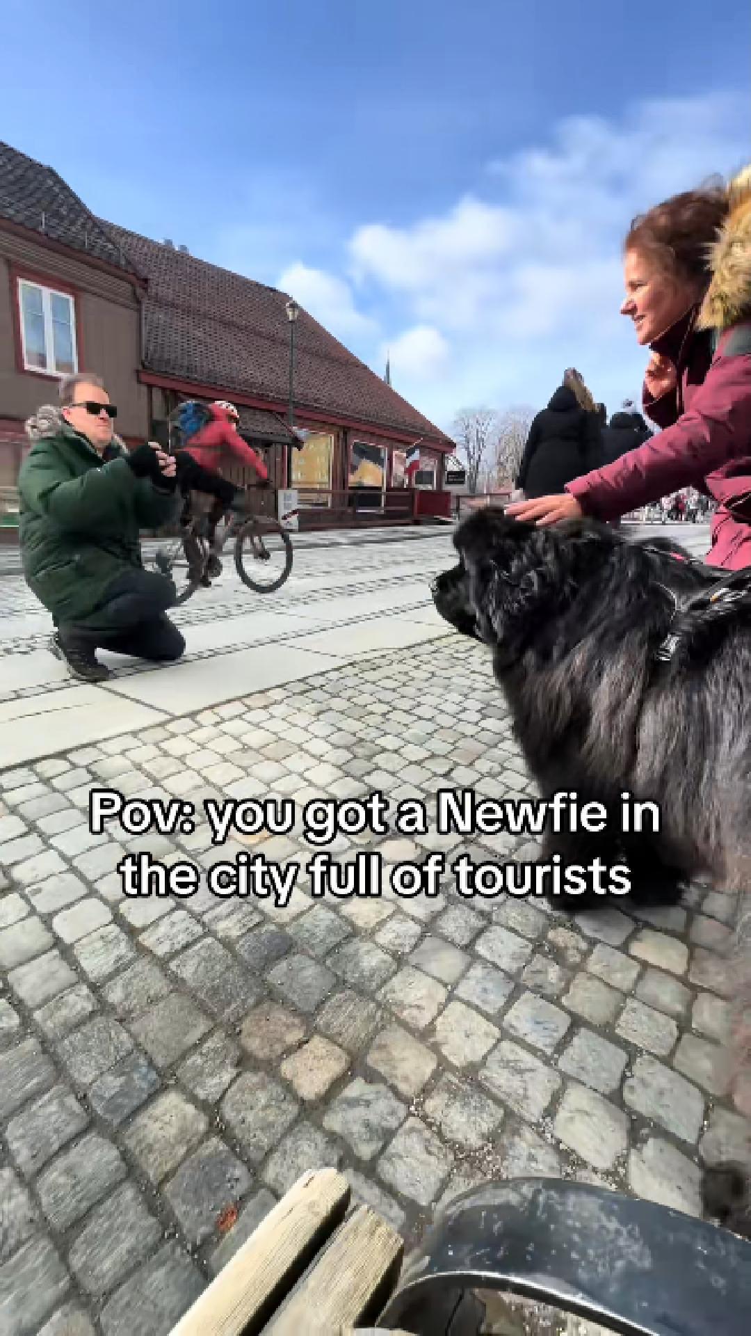 A Newfoundland dog took over the tourist crowd