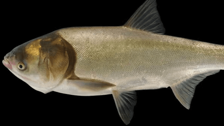 Invasive carp spread through Missouri rivers after escaping fish farms ...