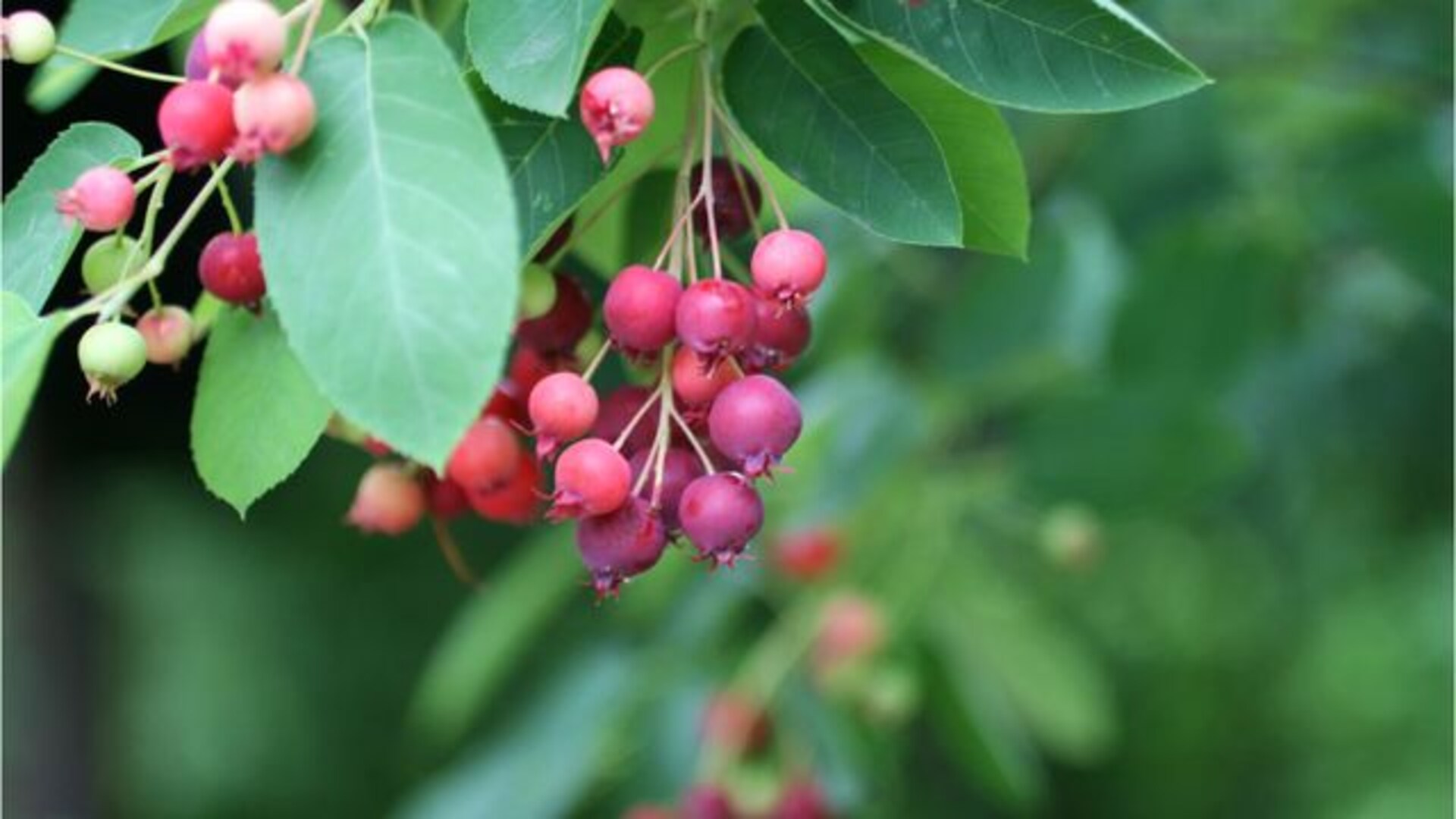Diese kleinen kaum bekannten Beeren wachsen fast überall – und ...