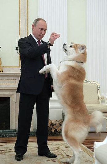 Putin's Akita dog Yume, gifted in 2012 by Japan, died last year of old age