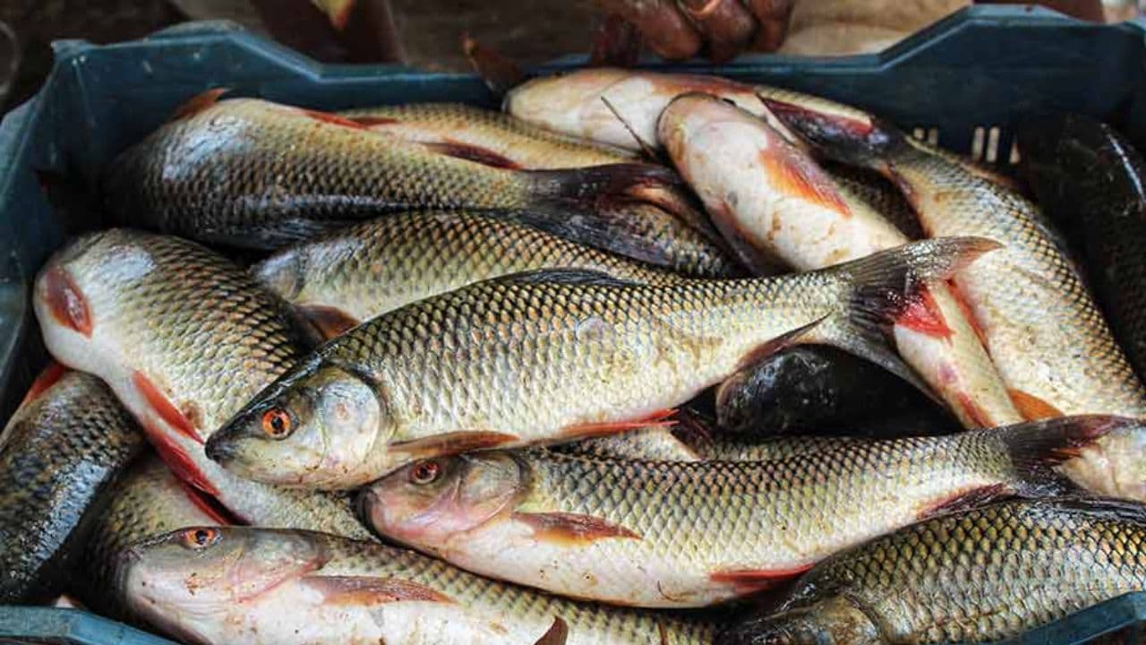 Why is Thai mangur fish banned? Bihar govt launches major crackdown ...