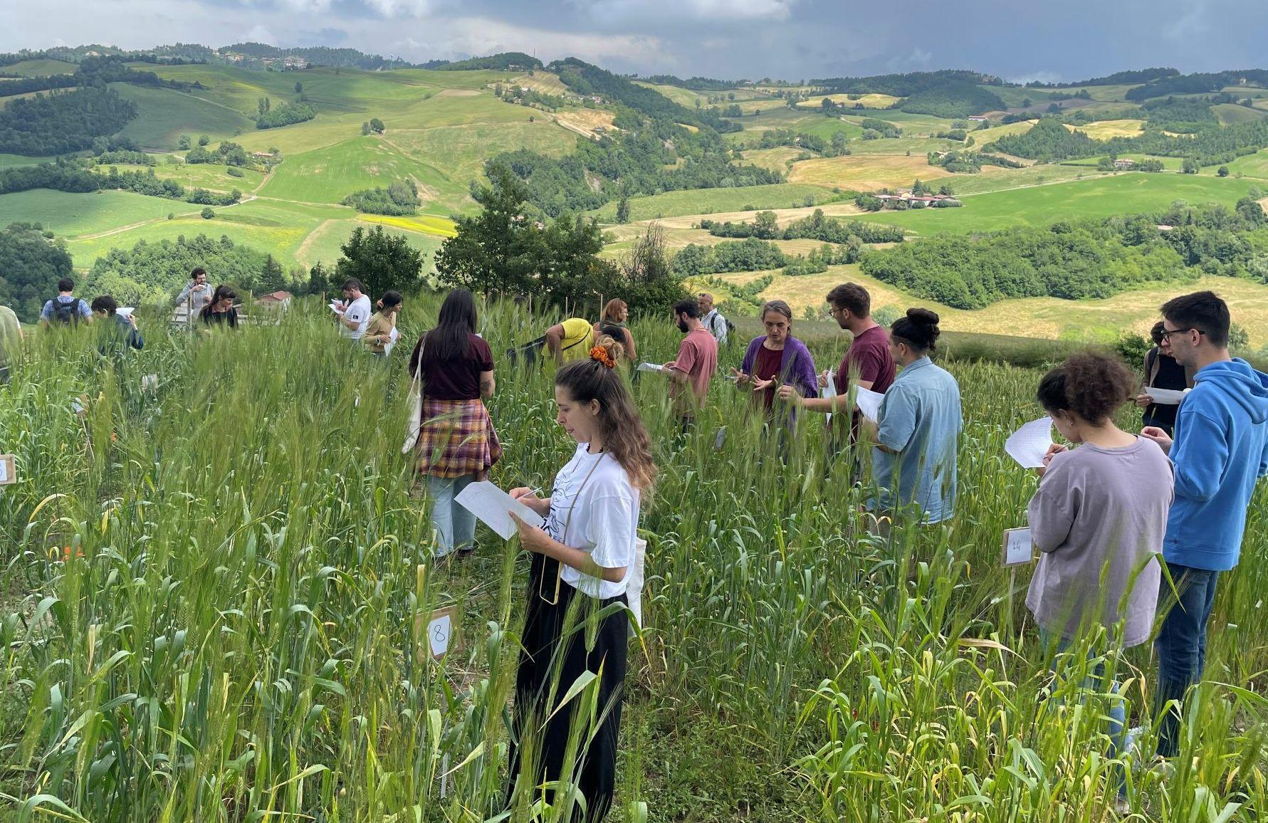 La filiera del grano dal campo al pane