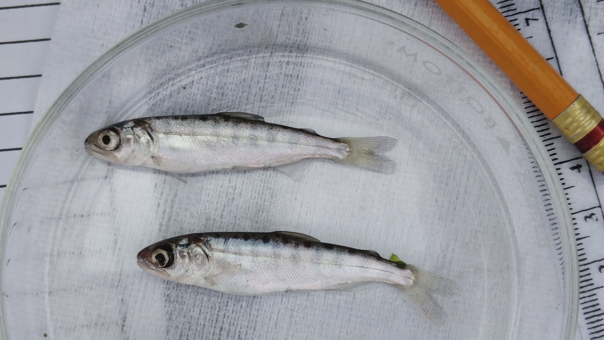Fraser River fish contamination study