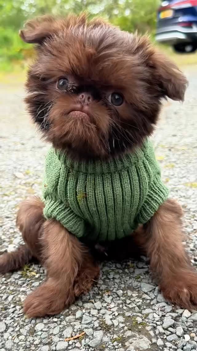 Somewhere between Ewok and Velociraptor puppy