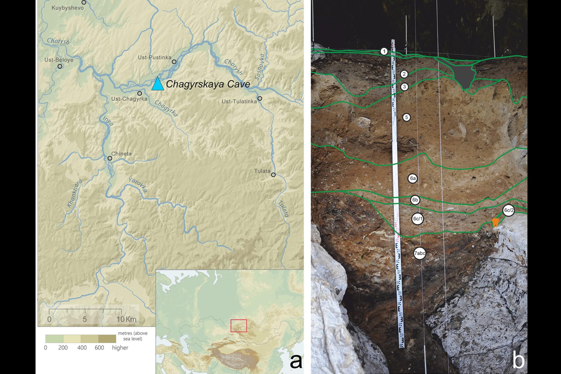 Die Neandertaler praktizierten bereits die Zahnheilkunde