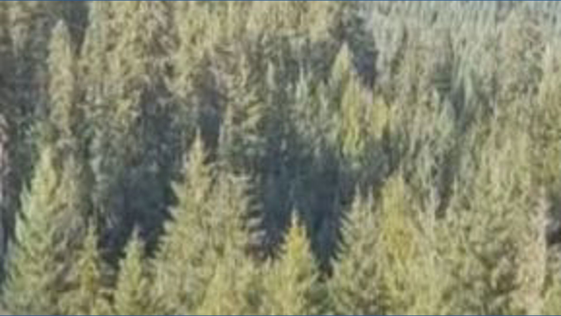 A major logging project in Douglas County has been halted