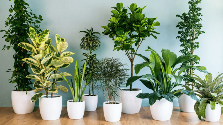 Heatwave 2026: Best cooling plants for your drawing room to beat summer ...