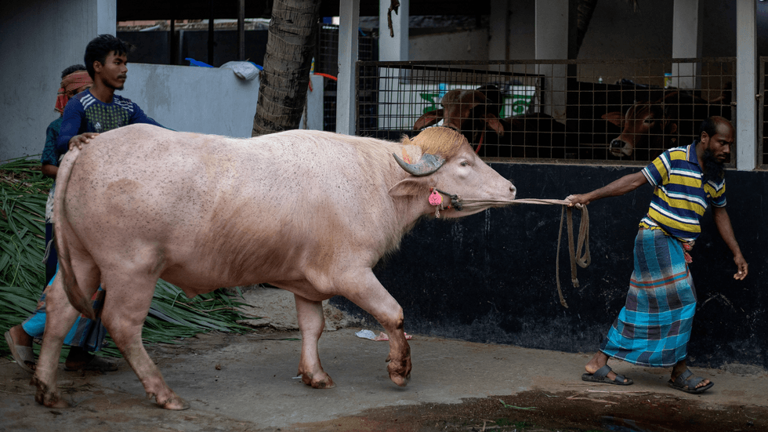 Muslim worshippers to sacrifice 'Donald Trump buffalo' for Eid