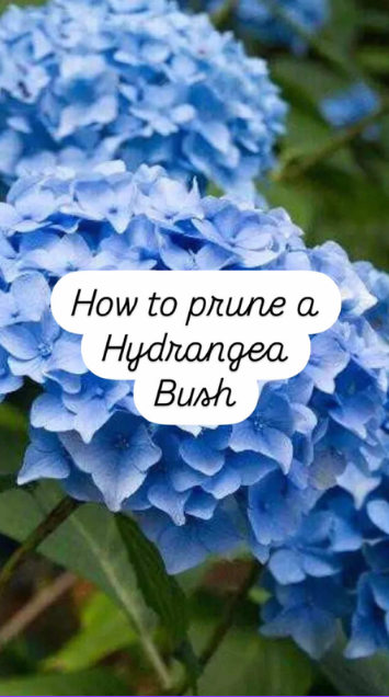 How to prune hydrangeas