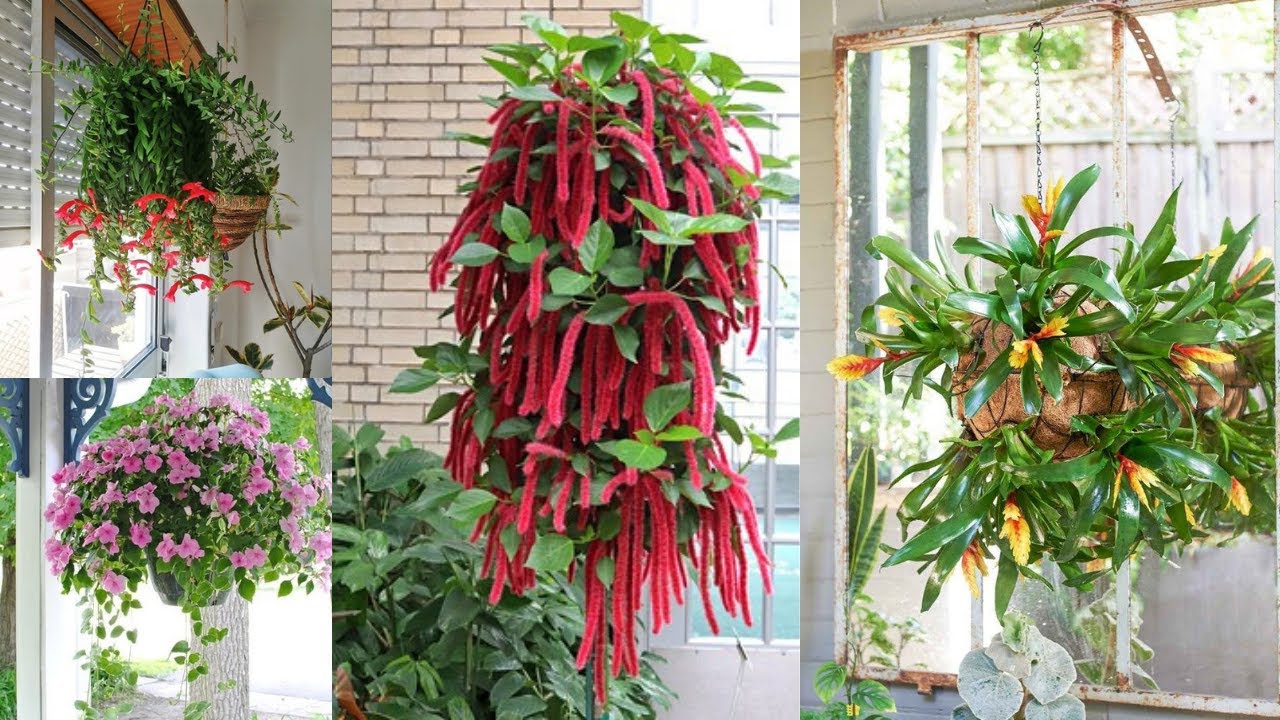 Beautiful hanging basket plants that bloom indoors