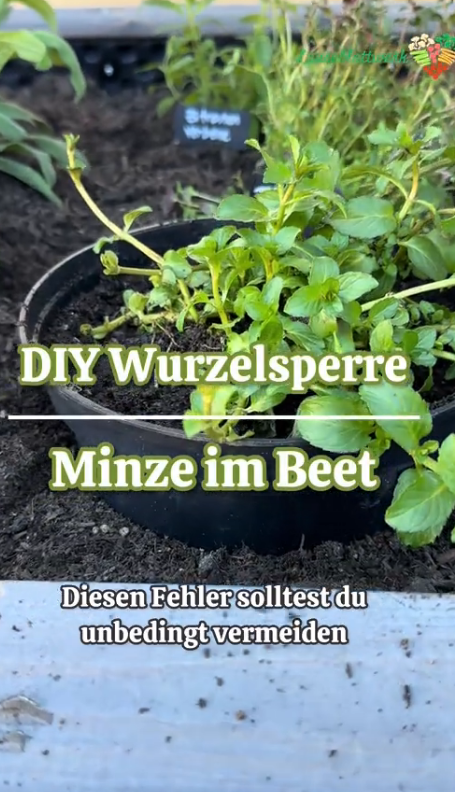 Minze ohne Wurzelsperre vermeiden