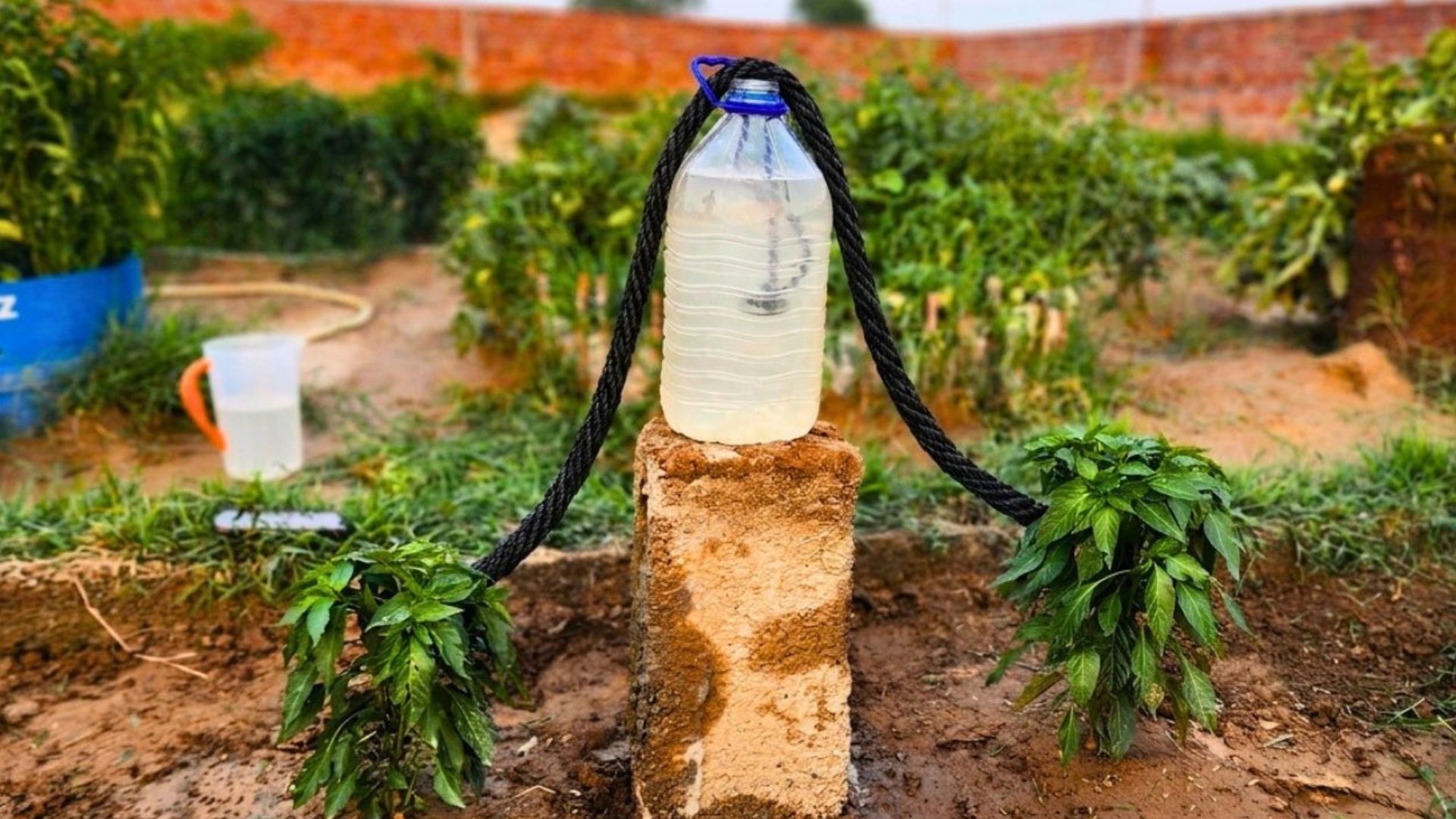 Easy DIY self-watering system using a plastic bottle
