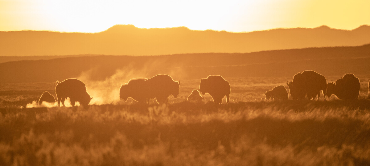 Bison are America's national mammal. Why are we pushing them off public ...