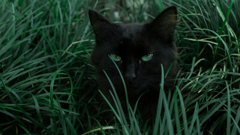 The long history of familiars, the witch's animal companion