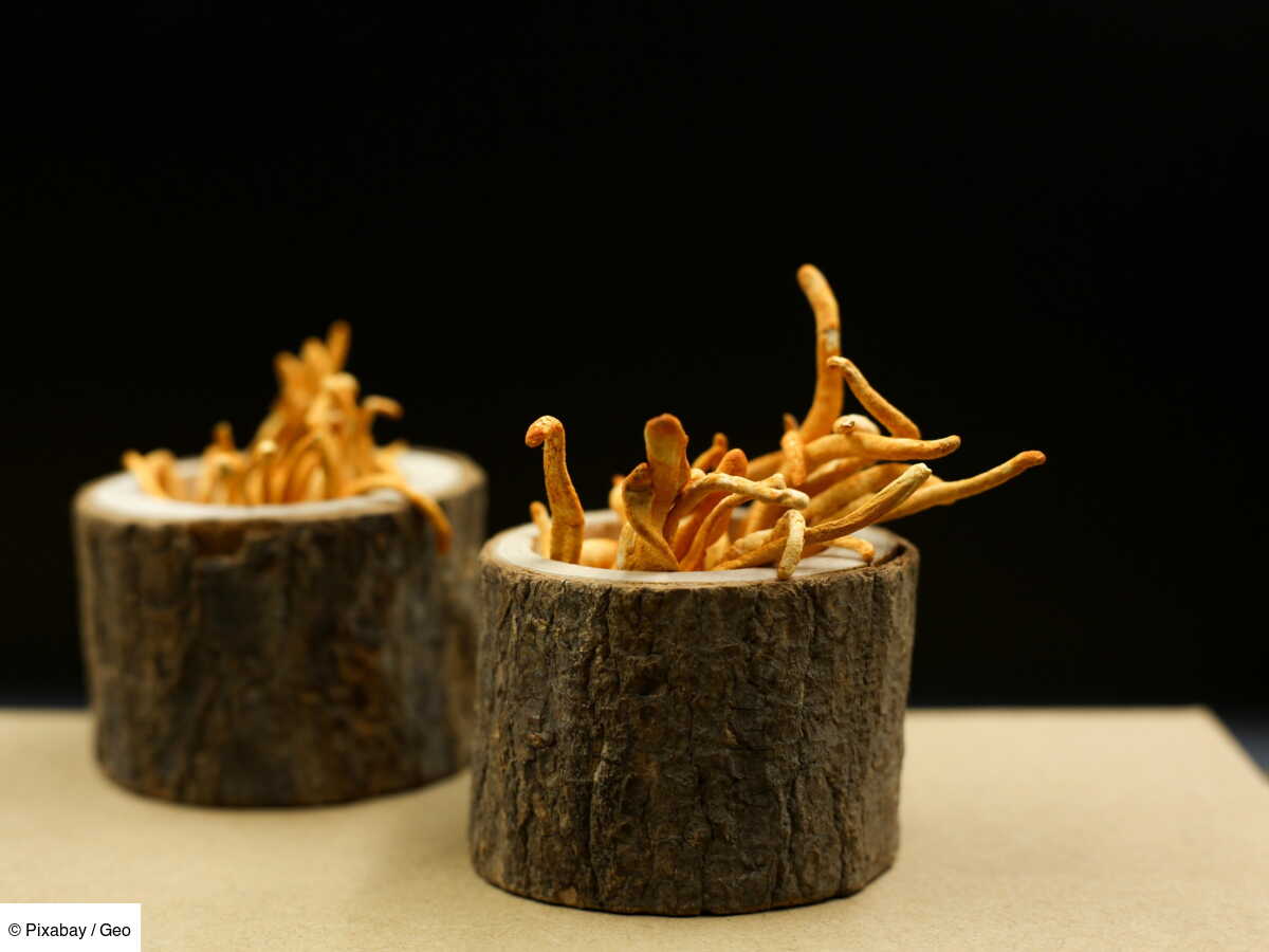 Cordyceps unilateralis : le champignon zombie des fourmis peut-il ...