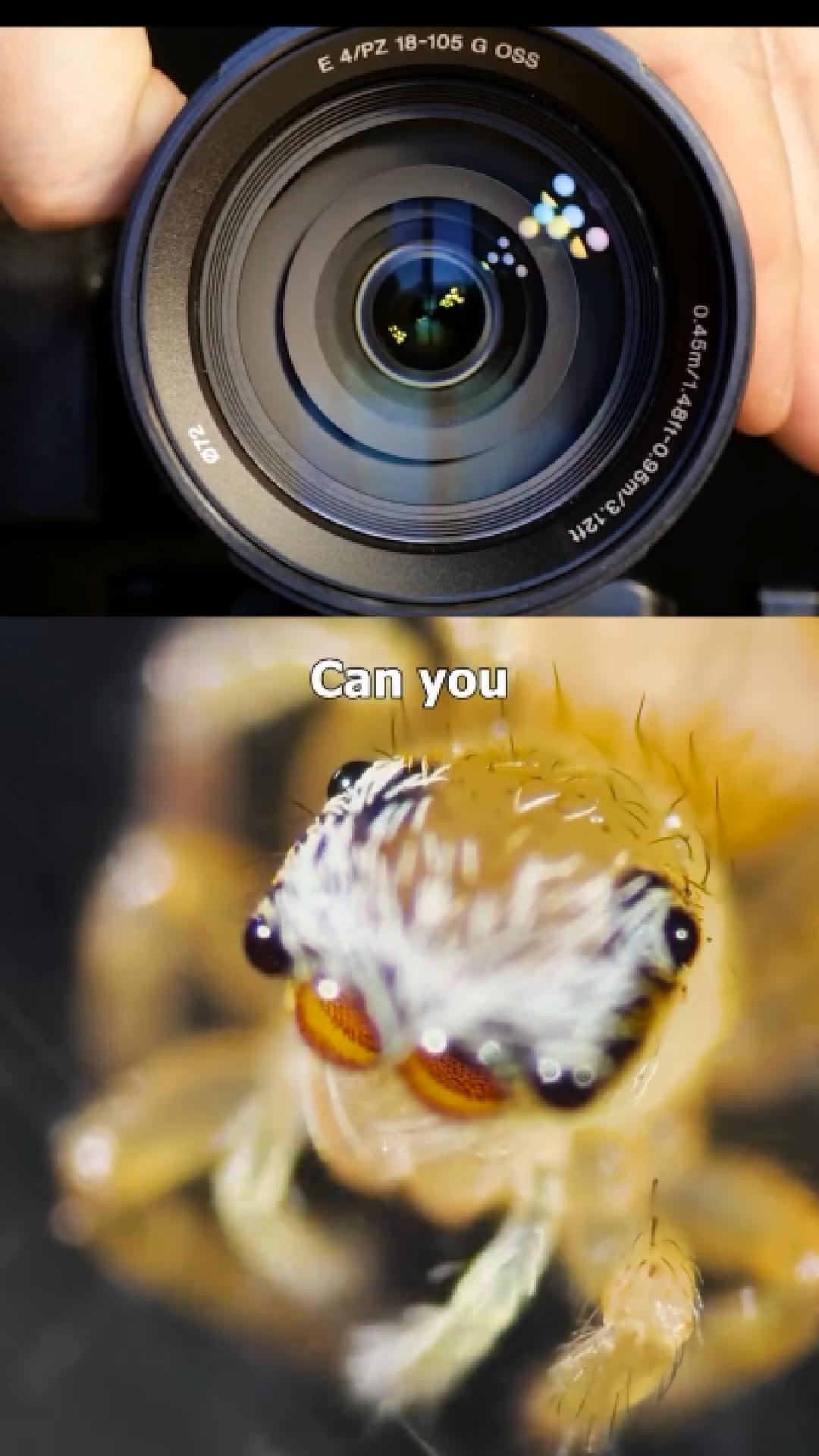 How jumping spiders actually see the world