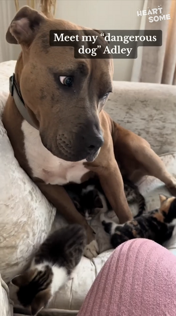 Life with an American XL Bully honest owner story