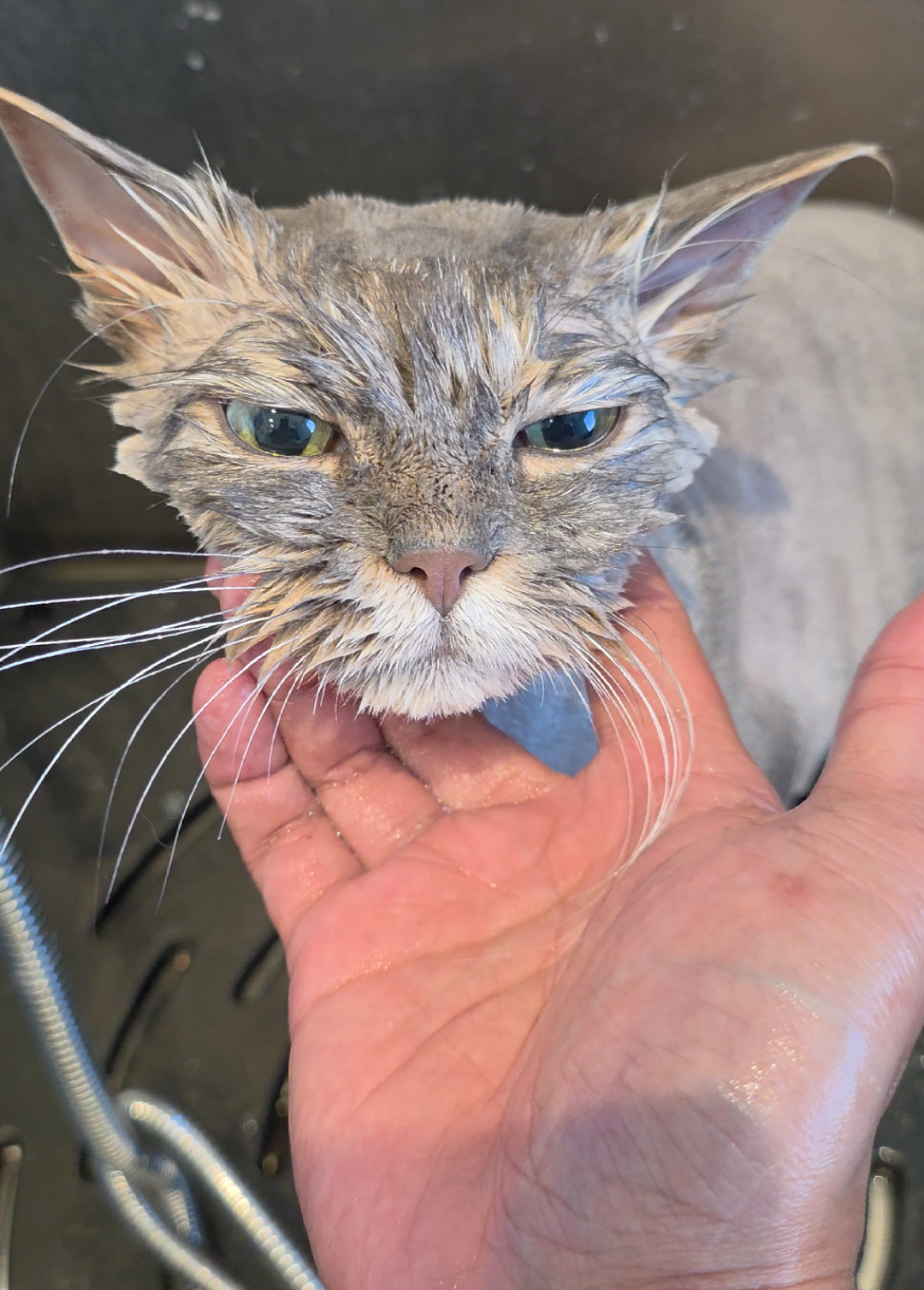 Thunderino the gentle boy 😻