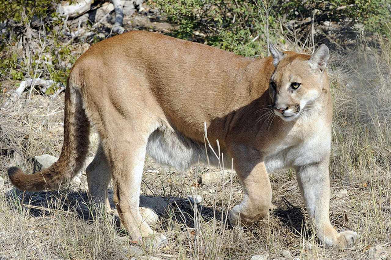 Texas remains lone state without mandatory mountain lion harvest ...