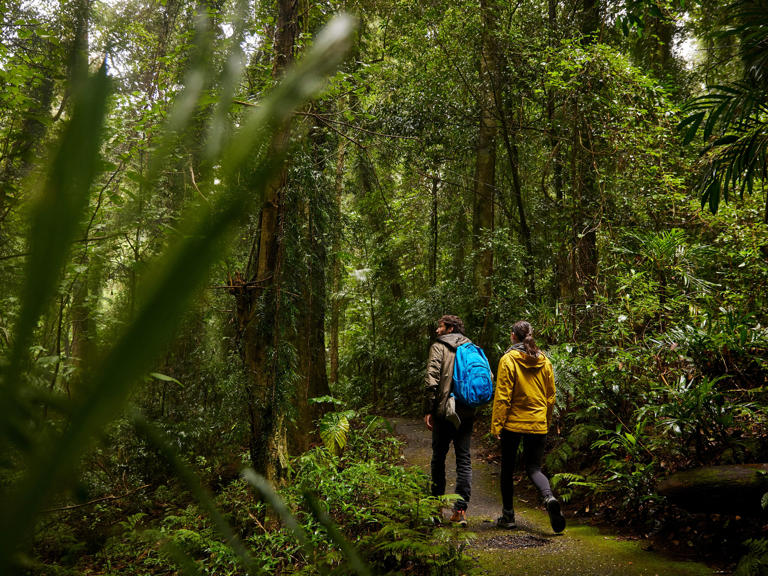 Dorrigo Great Escarpment Walk: A new hike on the Coffs Coast