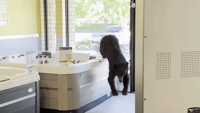 Bear tests hot tub at spa retail store