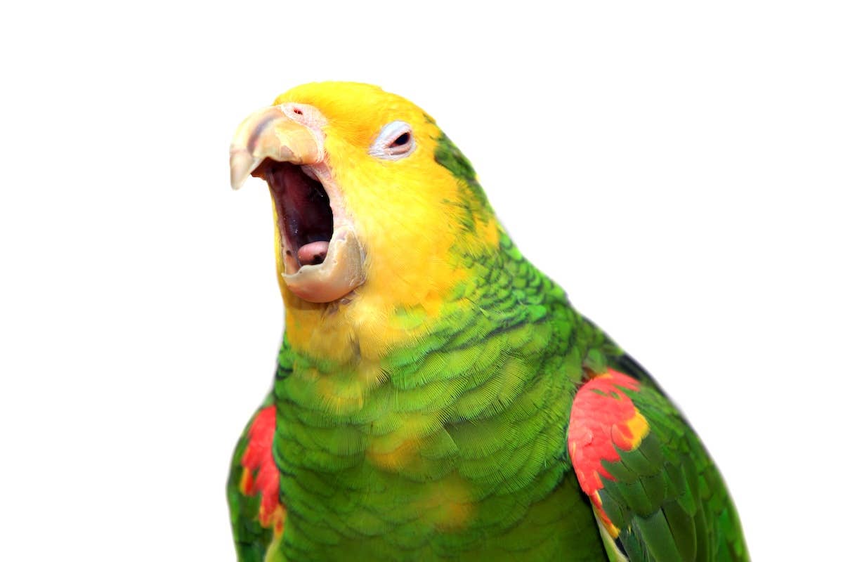 Brody the parrot sings 'Bad Dog' and hears the hilarious howling ...