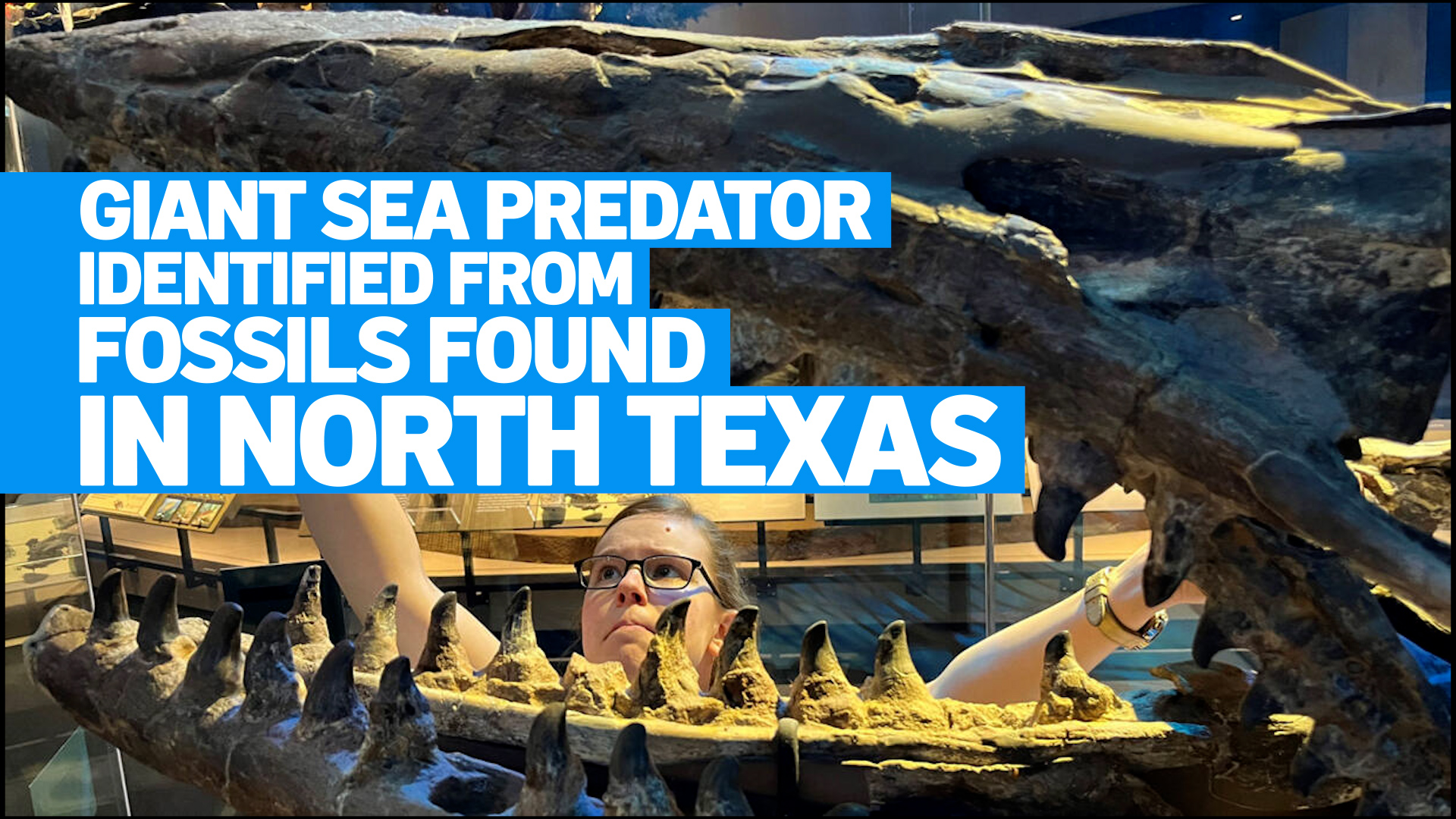 North Texas fossils reveal giant predator dubbed 'T rex of the sea'
