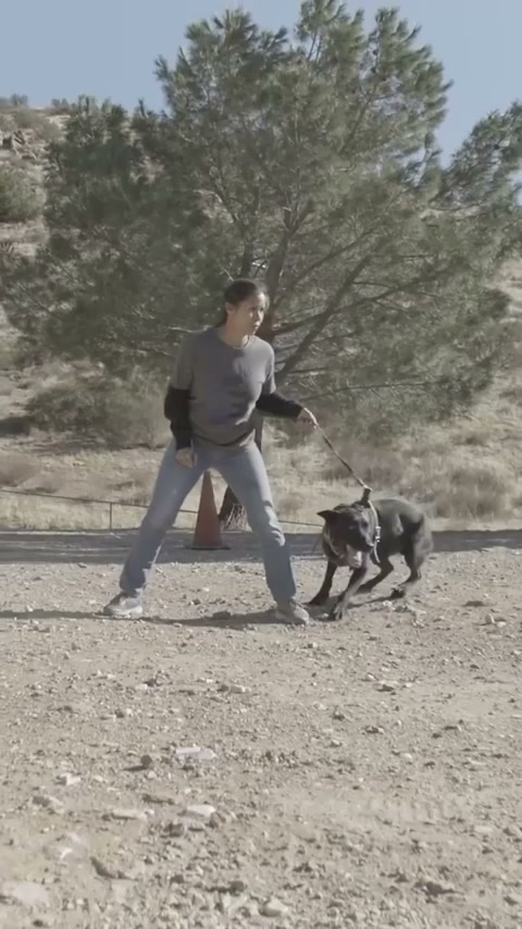 Protection Belgium Malinois