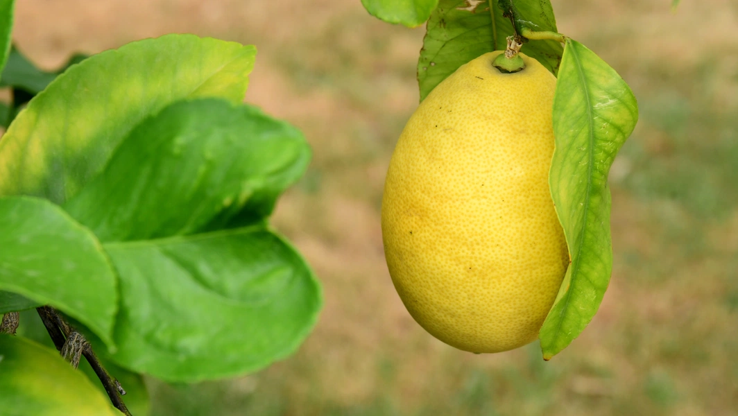 Experts warn against pairing lemon water with certain foods