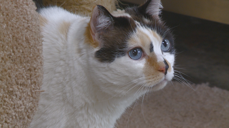 Spokane Humane Society hosts 23rd annual Parade of Paws