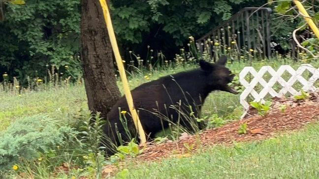 East Ridge police warn residents after juvenile black bear spotted in ...