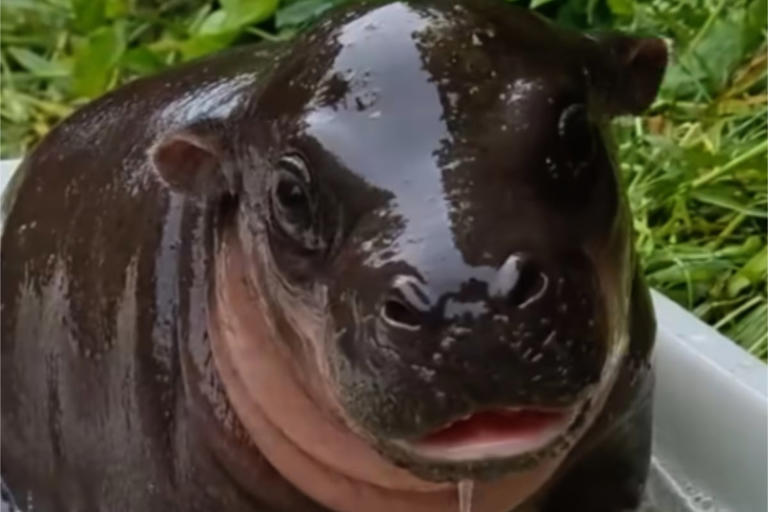 Mini-Hippo im Zoo Berlin: Zwergflusspferd-Baby planscht erstmals im Freien