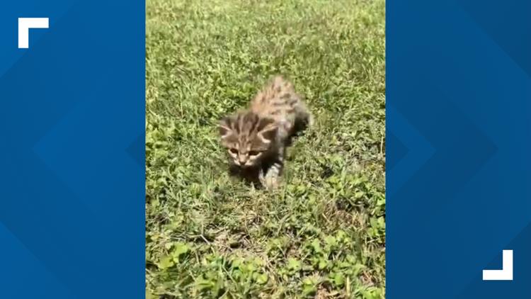 Black-footed cat kitten at Cameron Park Zoo gets name, cleared for viewing