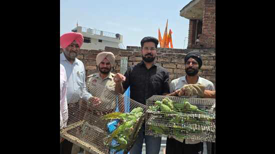 34 protected rose-ringed parakeets rescued in Gurdaspur, FIR registered