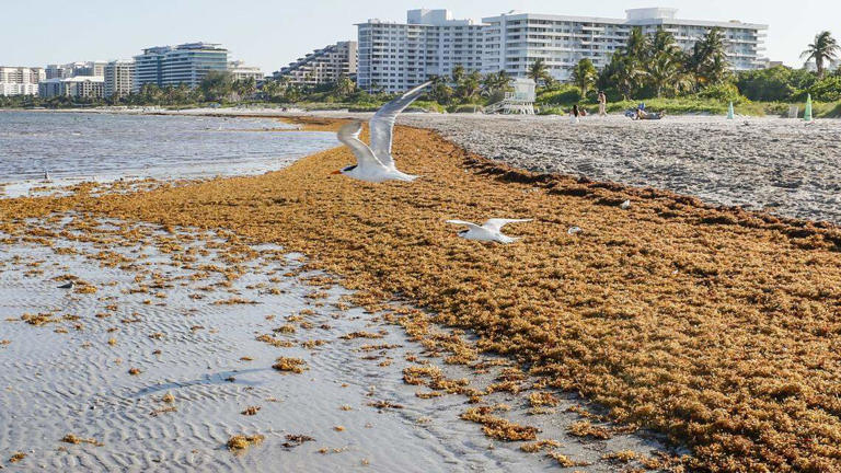Swimming alert: Fecal bacteria risk at Crandon Park North in Key Biscayne