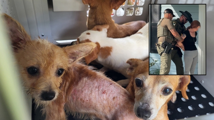 Palm Coast woman arrested on felony animal cruelty charge after 51 dogs ...