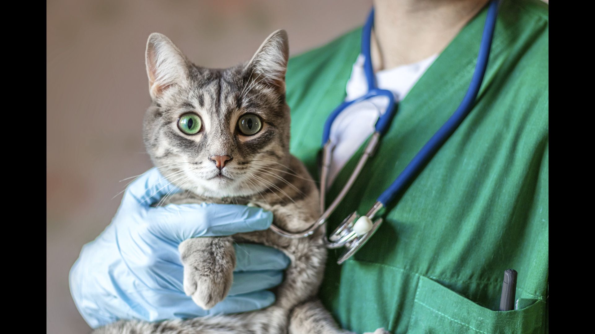 The most common illness in cats