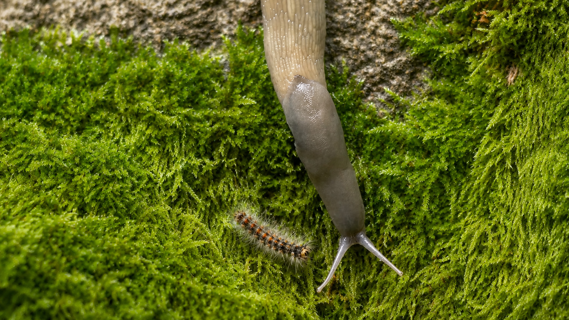 A hidden nature camera recorded this creeping forest visitor