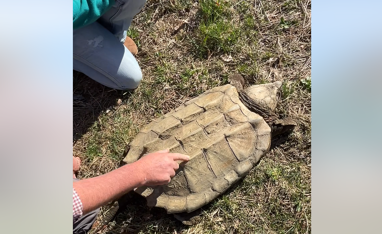 Huge endangered snapping turtle, somehow loose in Mass., rescued from pond