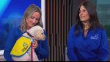 Golden retriever-Labrador mix the newest Washington Nationals team dog ...