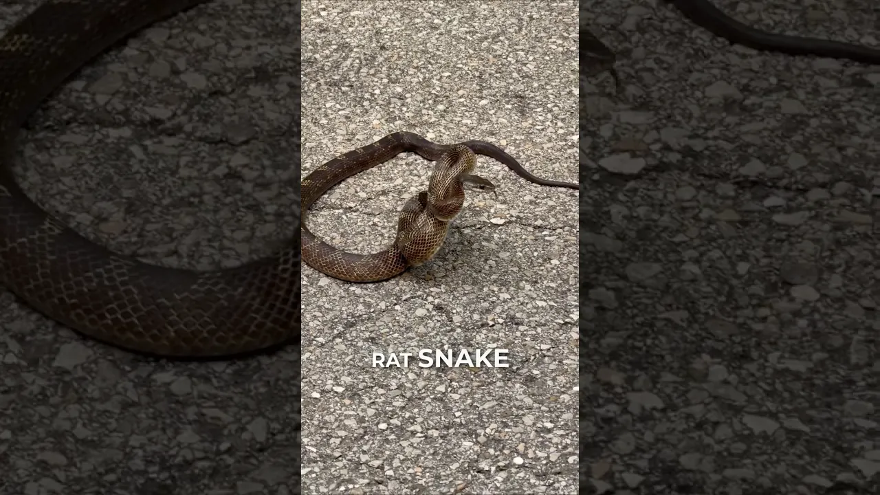Gray rat snake road rescue