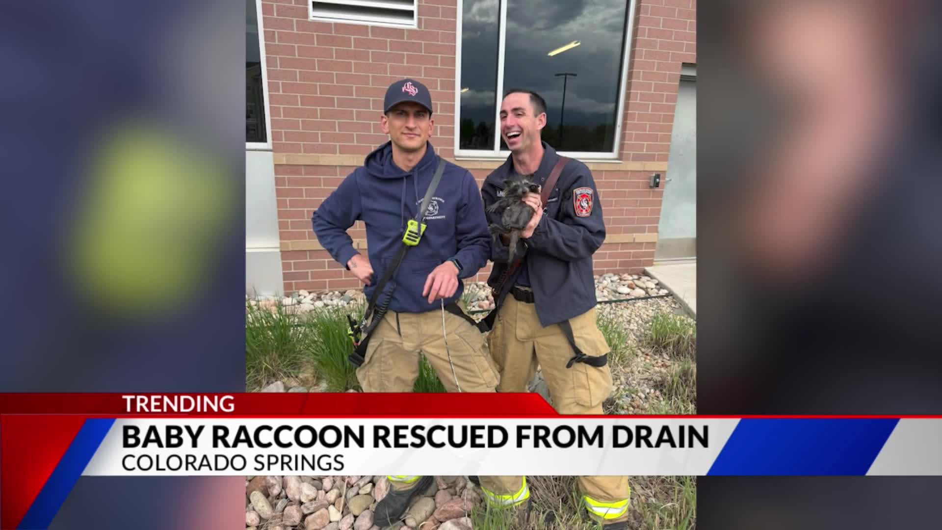 Baby raccoon rescued by Colorado Springs Fire Department