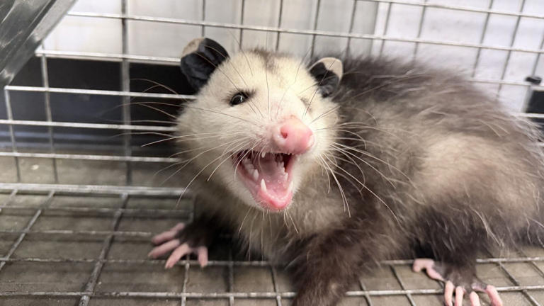 Live opossum captured near Honolulu Airport