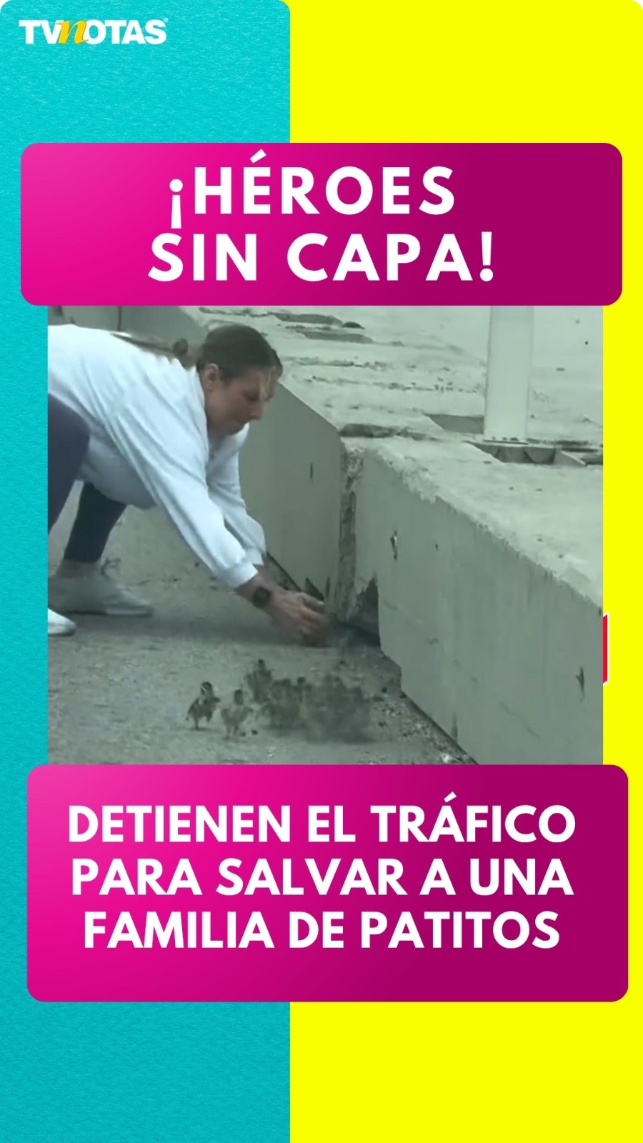 ¡Héroes sin capa! Conductores detienen el tráfico para salvar a una ...