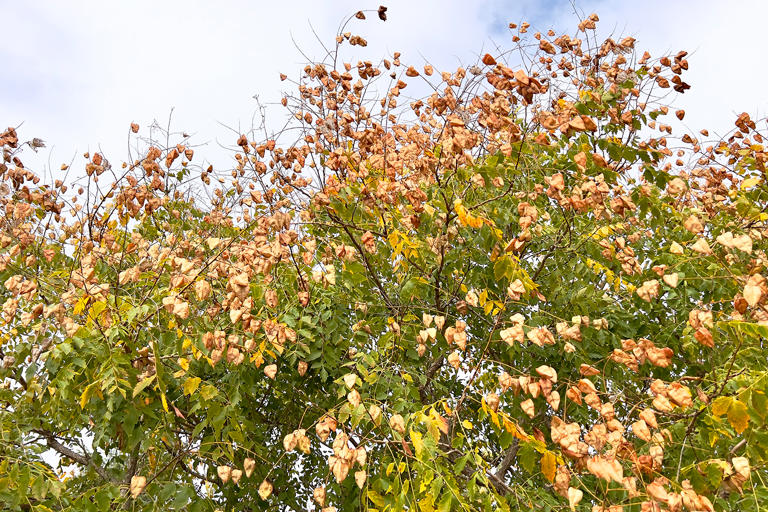 Gardener's warning about common tree that can destroy your home: 'Lifts ...