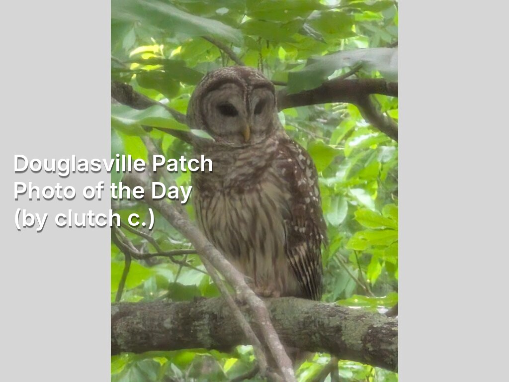 🌱 Patch AM: What inspectors found during Grey Bird Cafe’s low-scoring ...