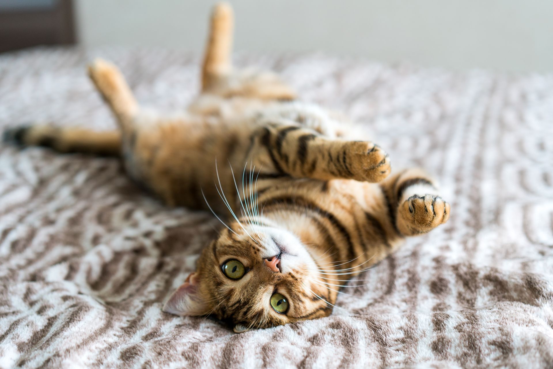 The most common illness in cats